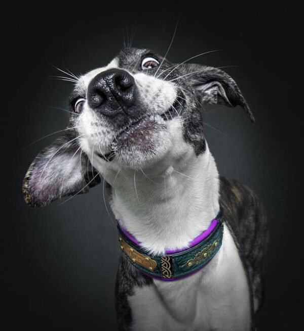 LOKI | Viking dog collar with nameplate - Sauri Dog Collars