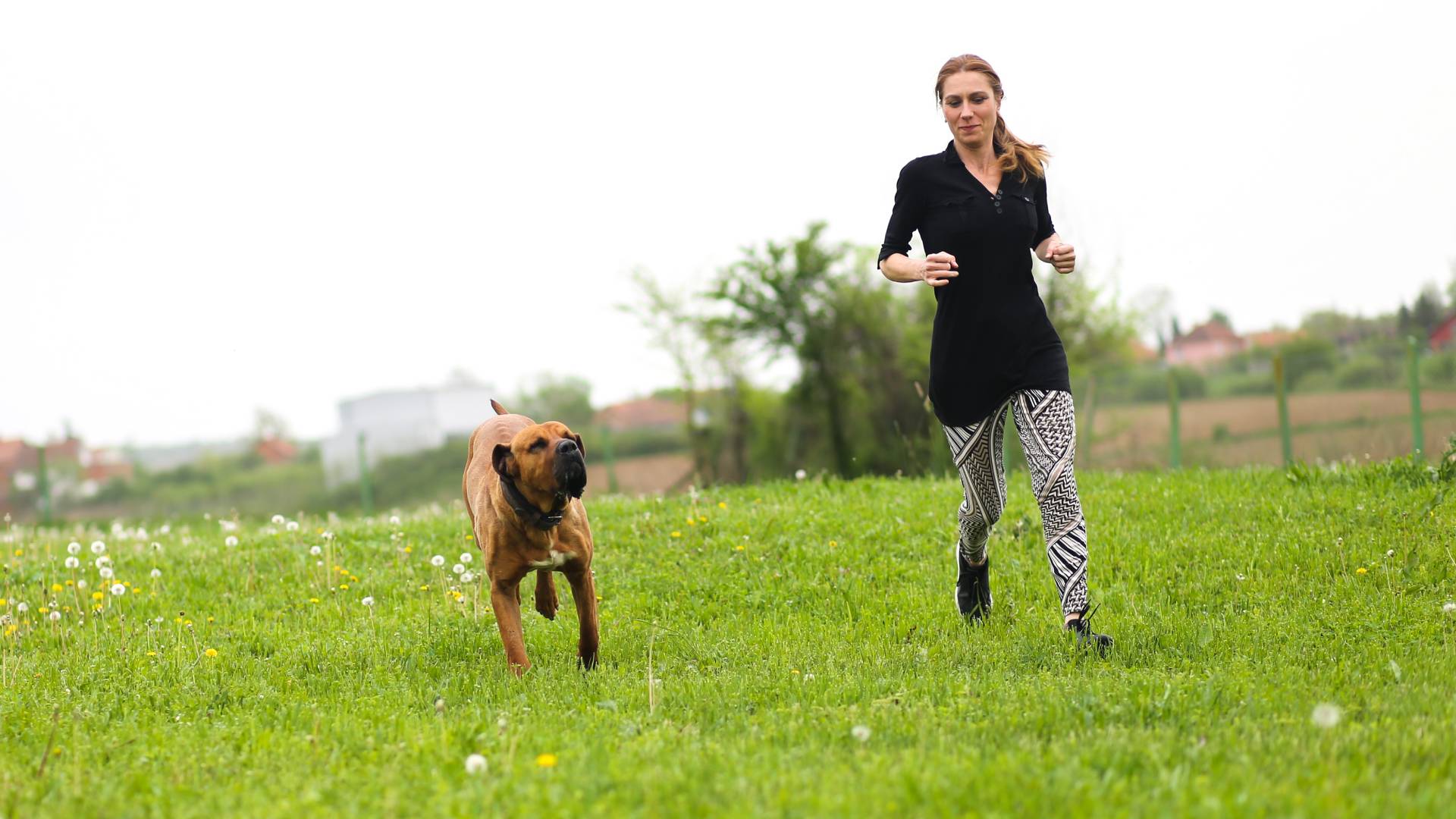 A dog lover’s diary – Memories of Hachiko - Sauri Dog Collars